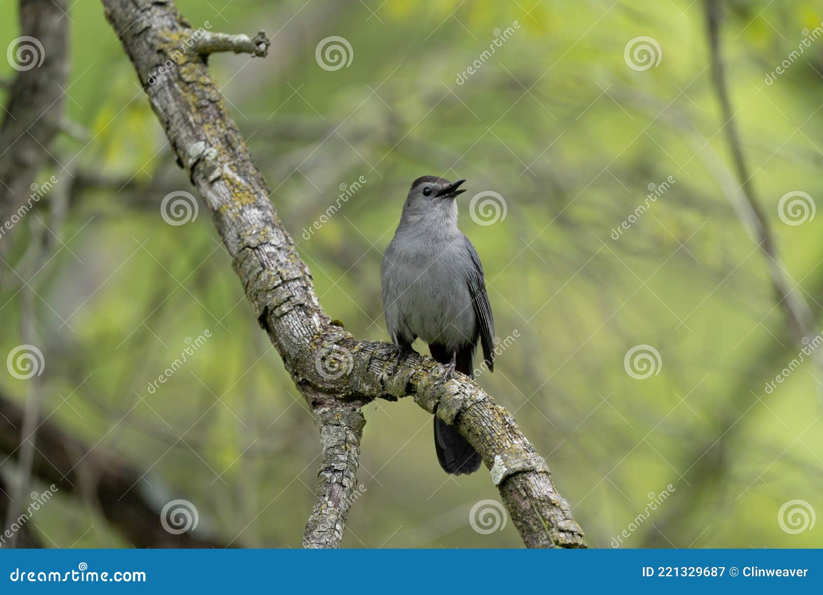 Gray Catbird Singing stock image. Image of spring, feathers - 221329687