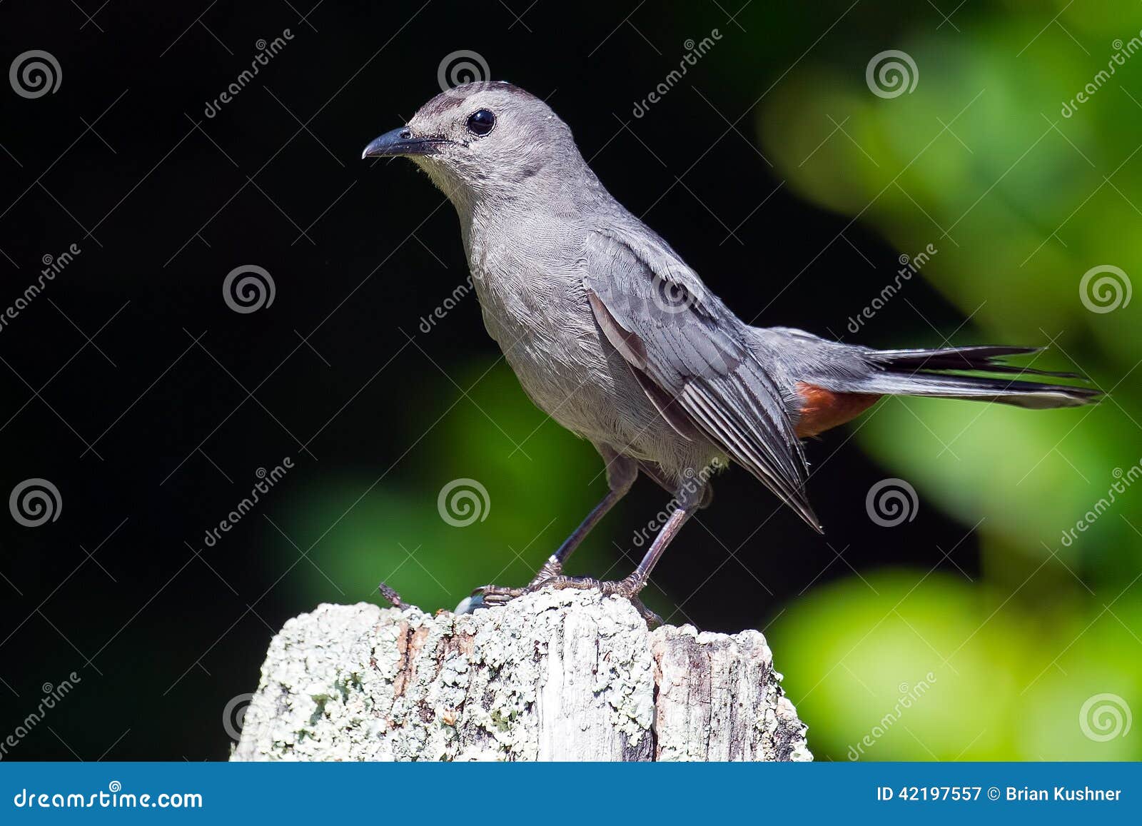 Gray Catbird stock image. Image of catbird, tree, bird - 42197557