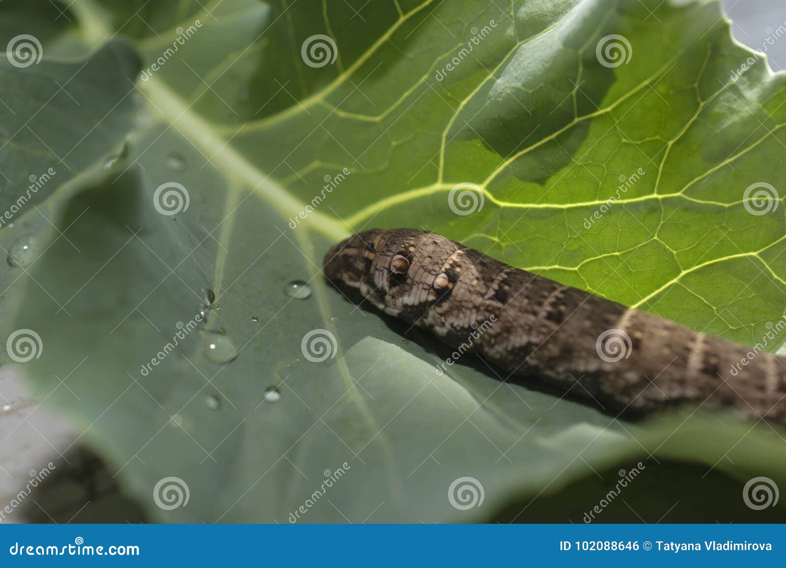 Caterpillar stock photo. Image of beauty, wildlife, animal - 102088646