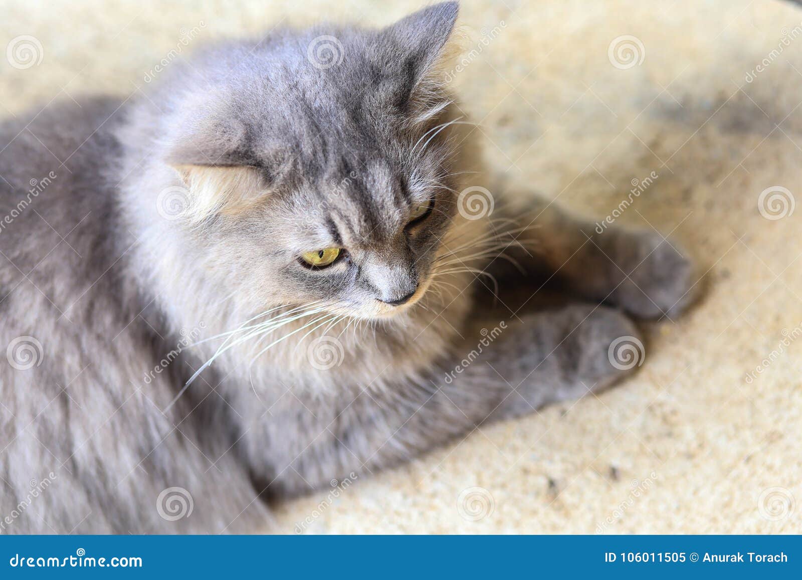 Gray cats are resting stock image. Image of design, animals - 106011505