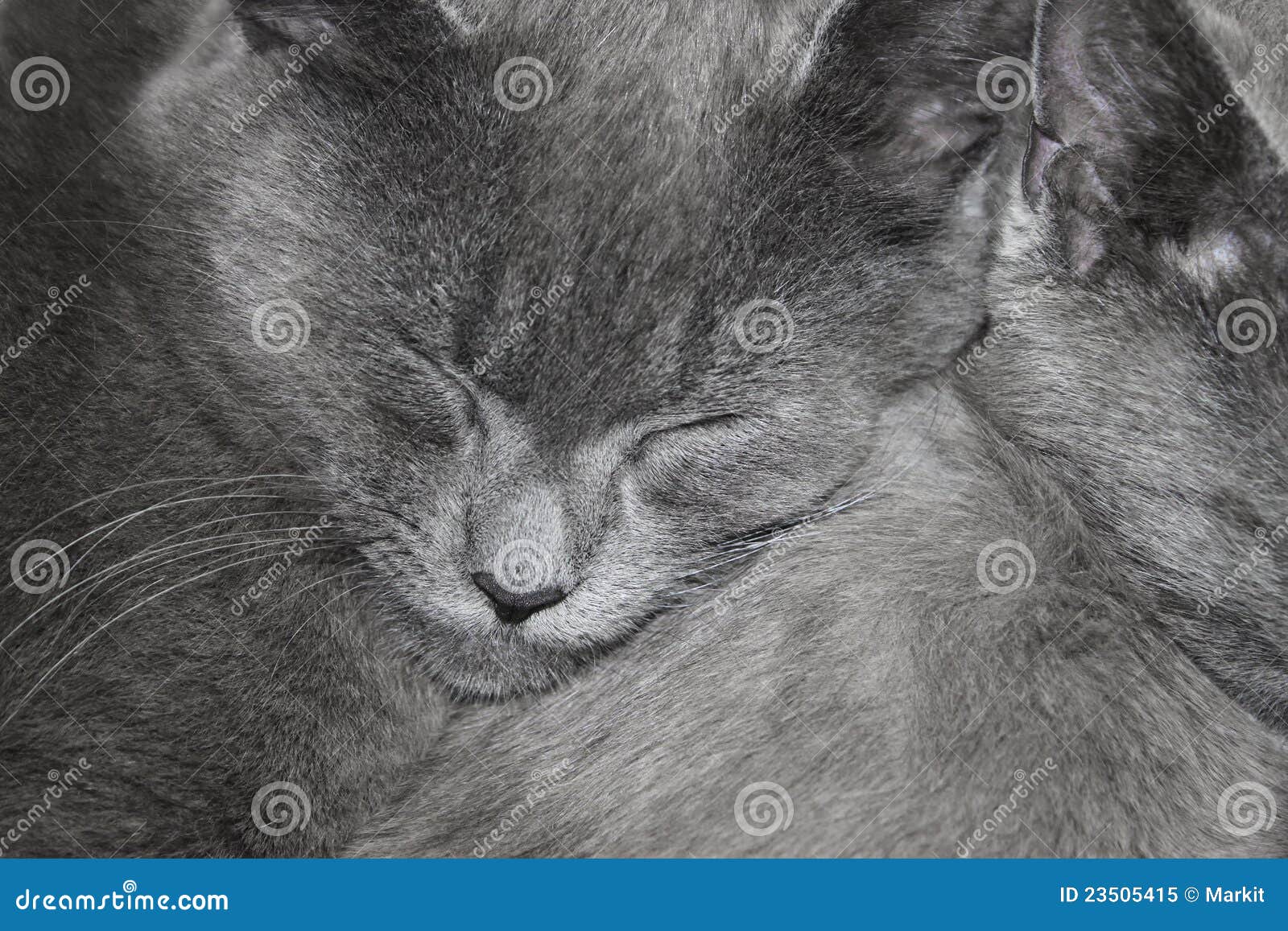 Gray cats are sleeping stock image. Image of gray, care - 23505415