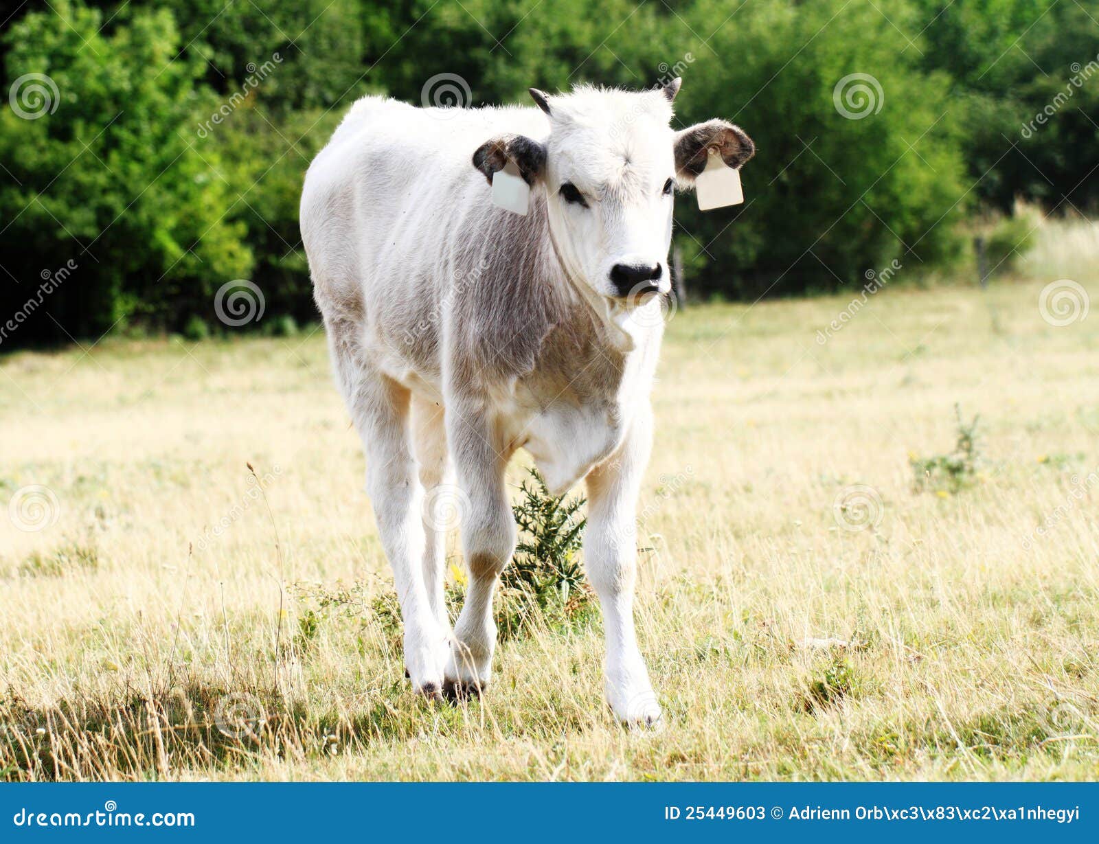 Gray cattle stock image. Image of agriculture, hungary - 25449603