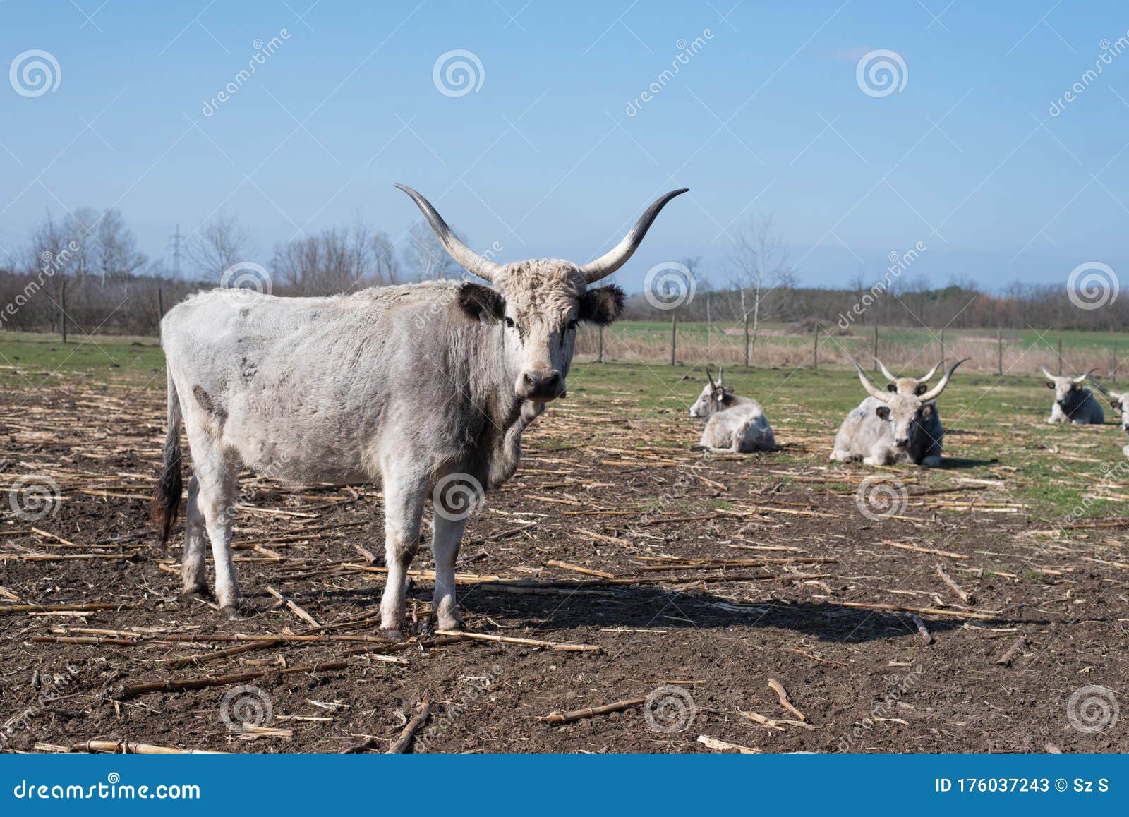 Gray cattle in the farm stock image. Image of green - 176037243