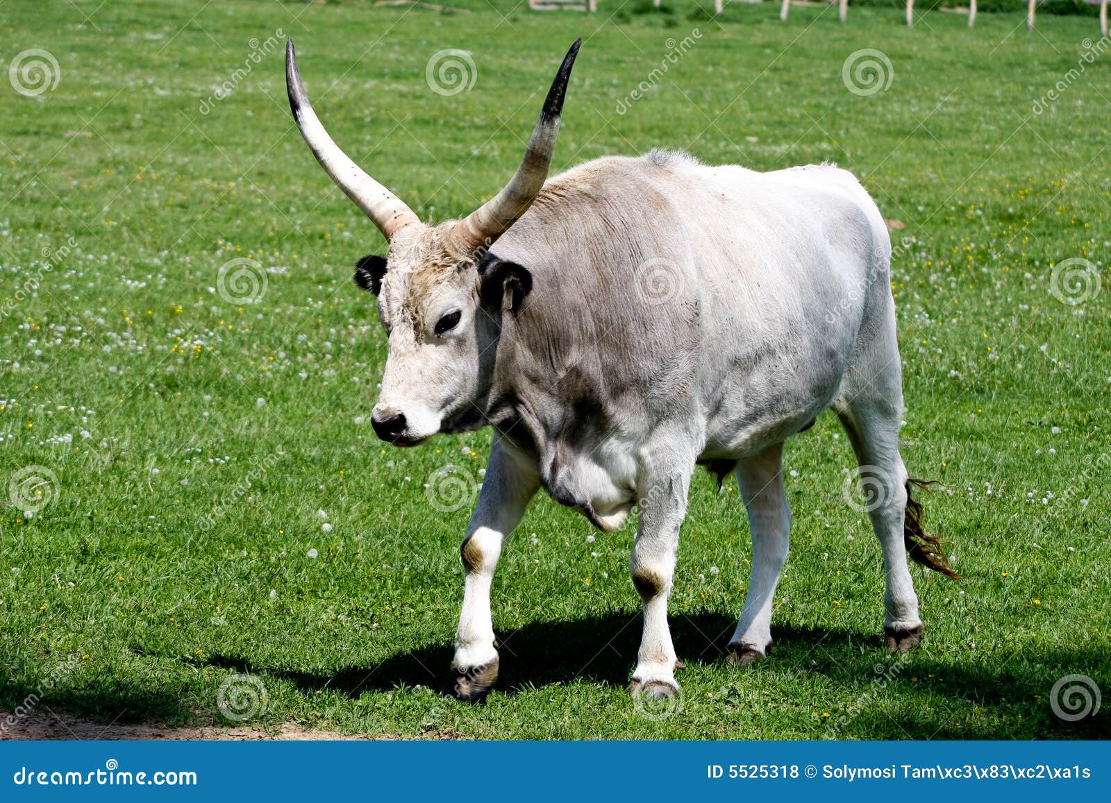 Gray cattle3 stock photo. Image of musk, healthy, farm - 5525318