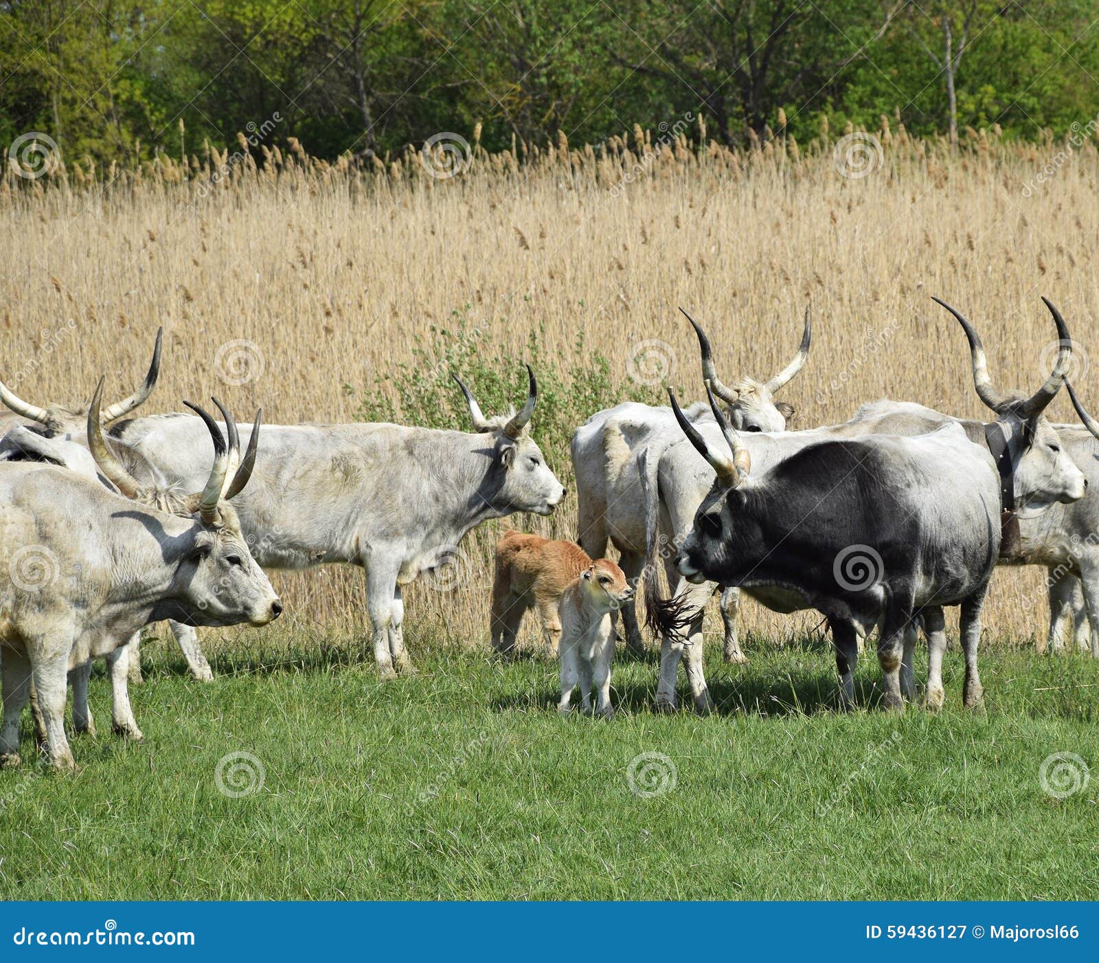 Gray cattles stock image. Image of veal, wild, ranch - 59436127