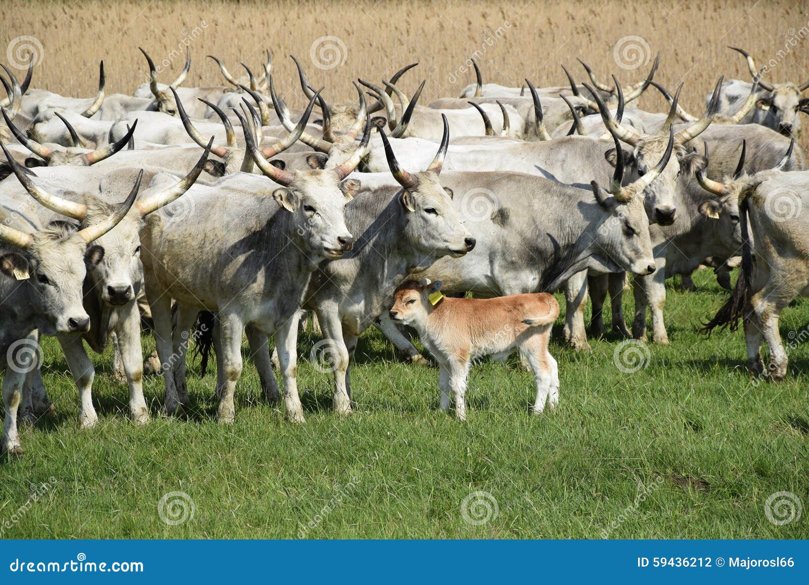 Gray cattles stock photo. Image of oxen, cowboy, musk - 59436212