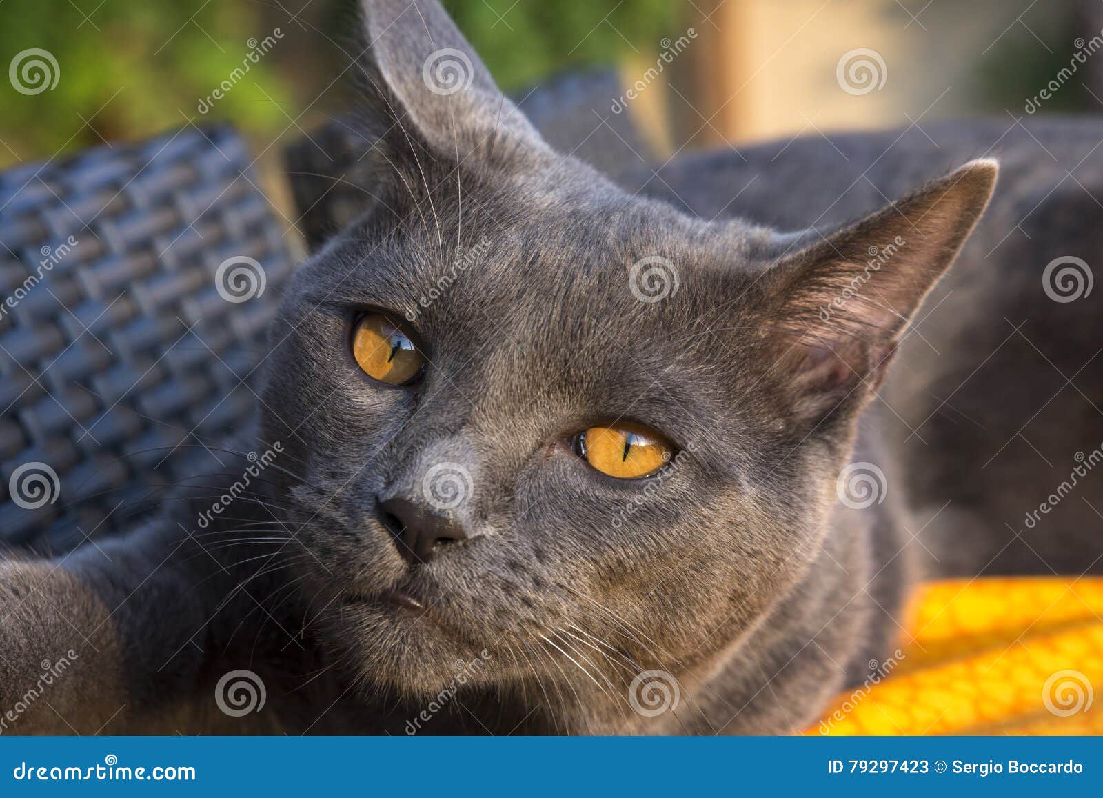 Gray Chartreux-kat stock afbeelding. Image of zoogdier - 79297423