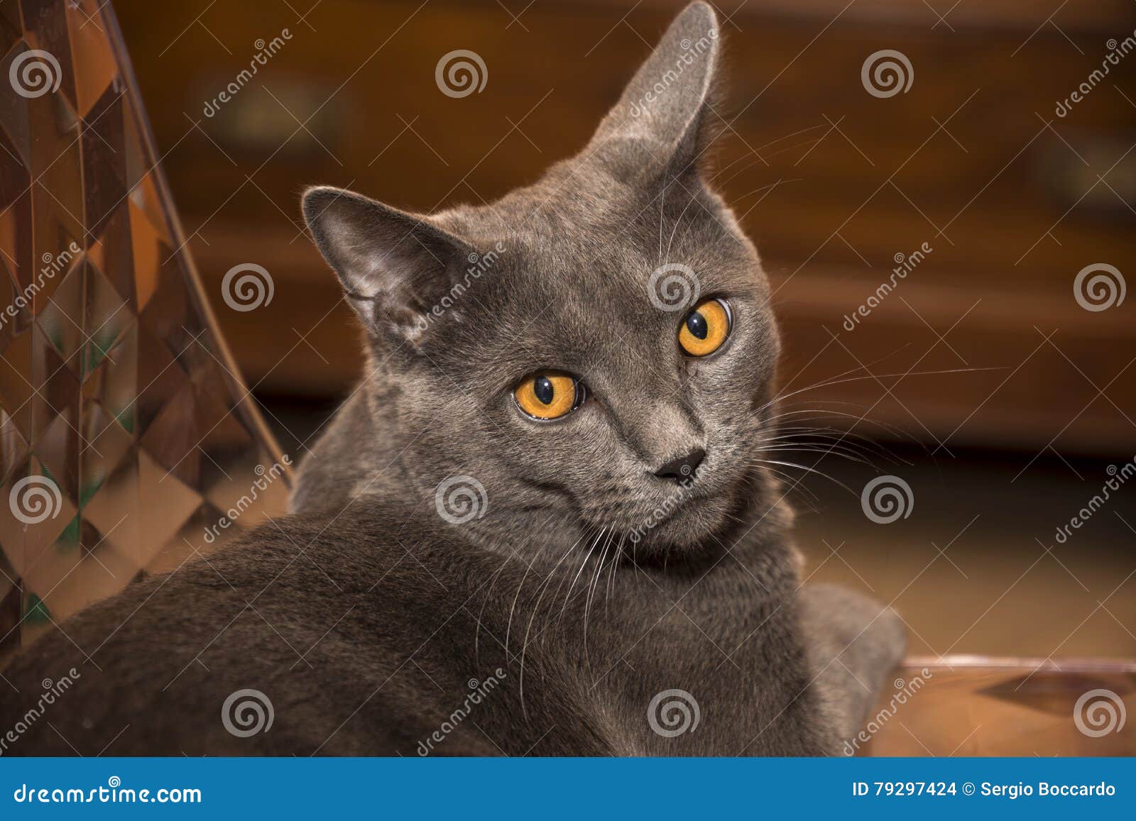 Gray Chartreux-kat stock foto. Image of snuit, dier, huisdier - 79297424