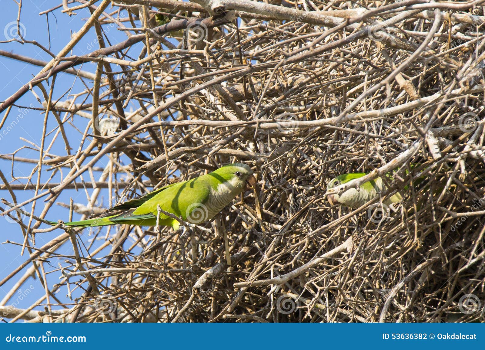 Gray Cheeked Parakeets Working Together Op Nest Stock Foto - Image of ...