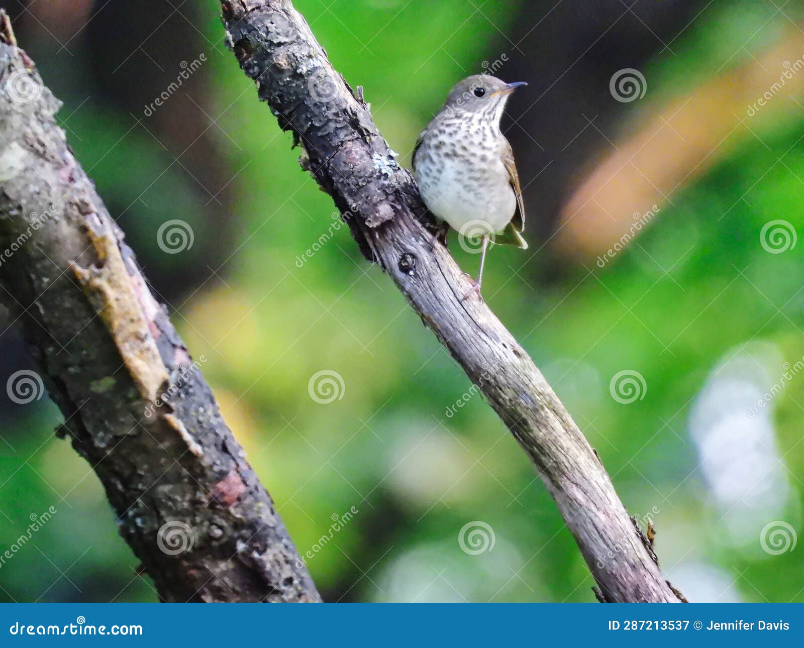 Gray-Cheeked Thrush Bird on a Bare Tree Branch Stock Image - Image of ...
