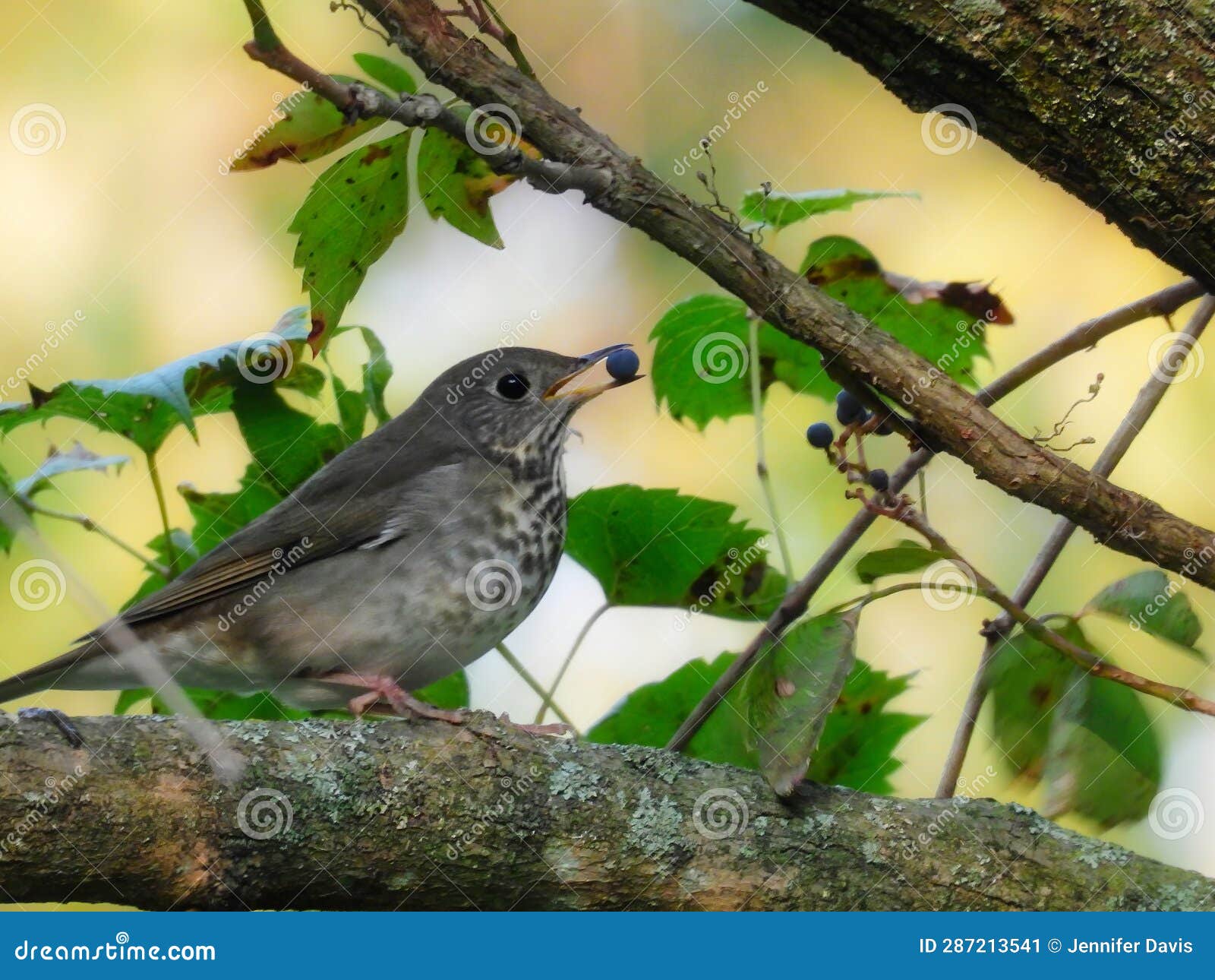 Gray-Cheeked Thrush Bird with Wild Blueberry in Beak on a Tree Branch ...