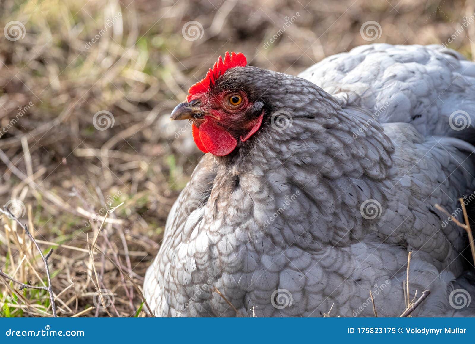 Gray Chicken on Blurred Background, Closeup Portrait_ Stock Image ...