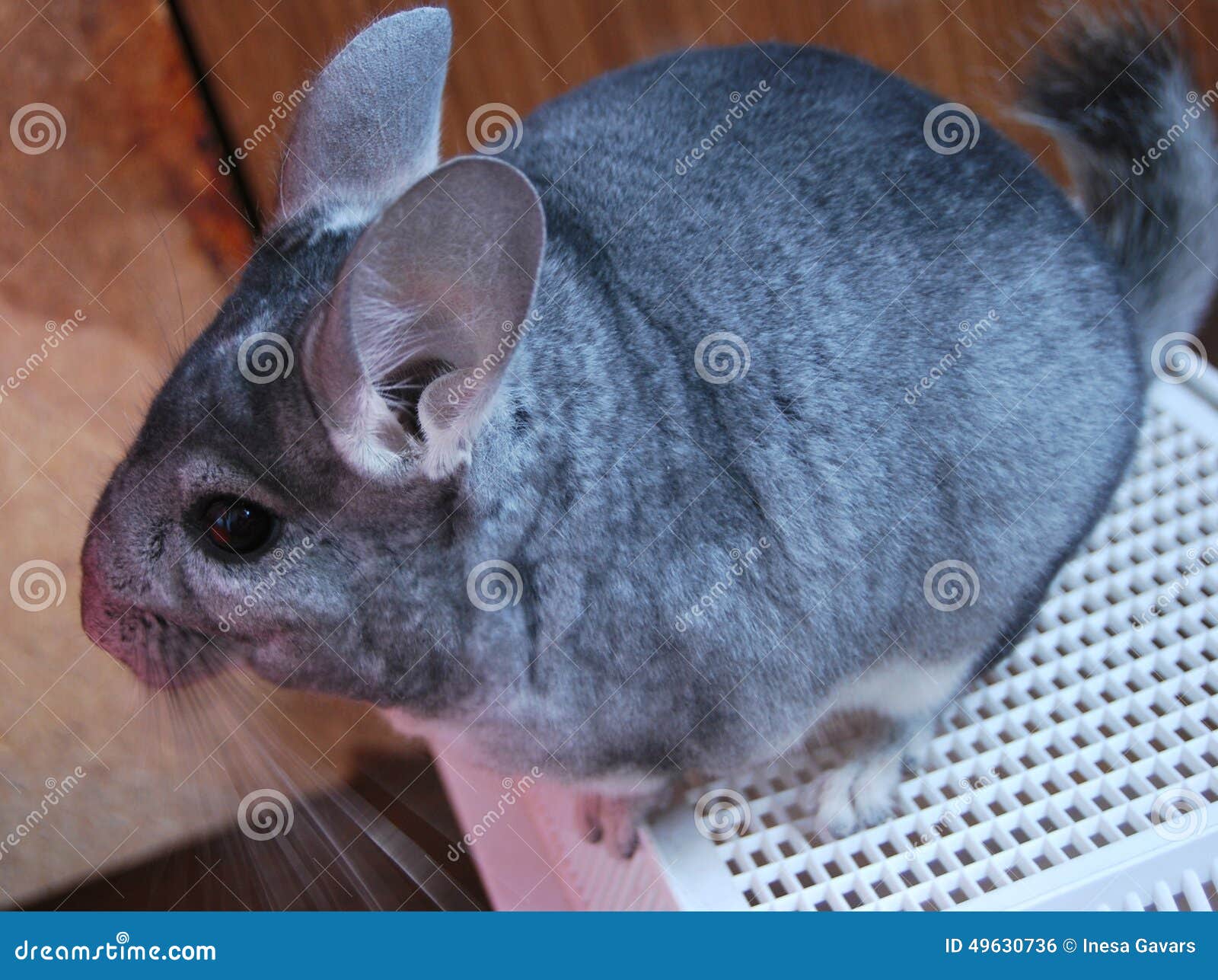 Gray chinchilla stock photo. Image of domestic, rodent - 49630736