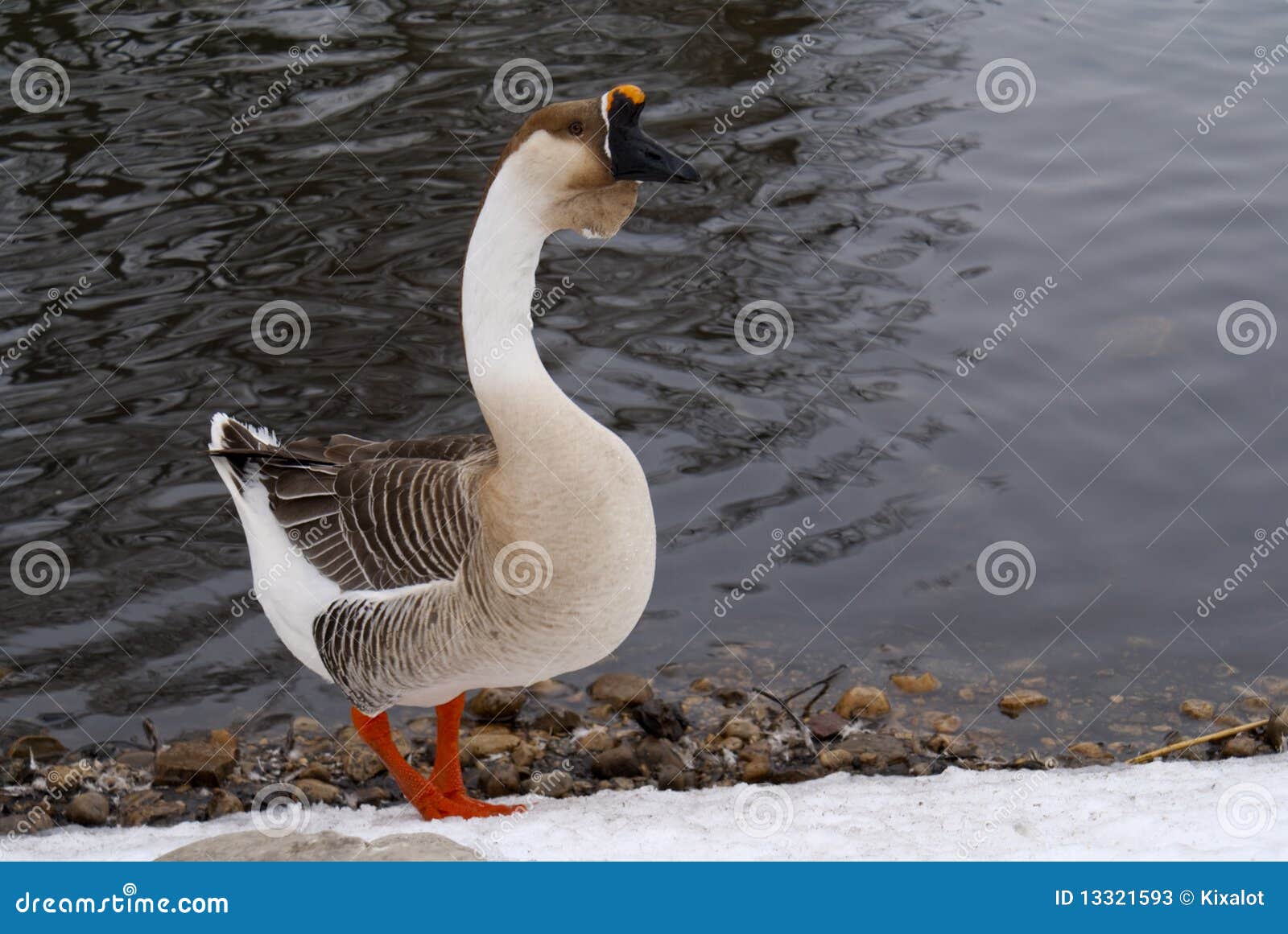 Gray Chinese Goose River Bank Stock Photos - Free & Royalty-Free Stock ...