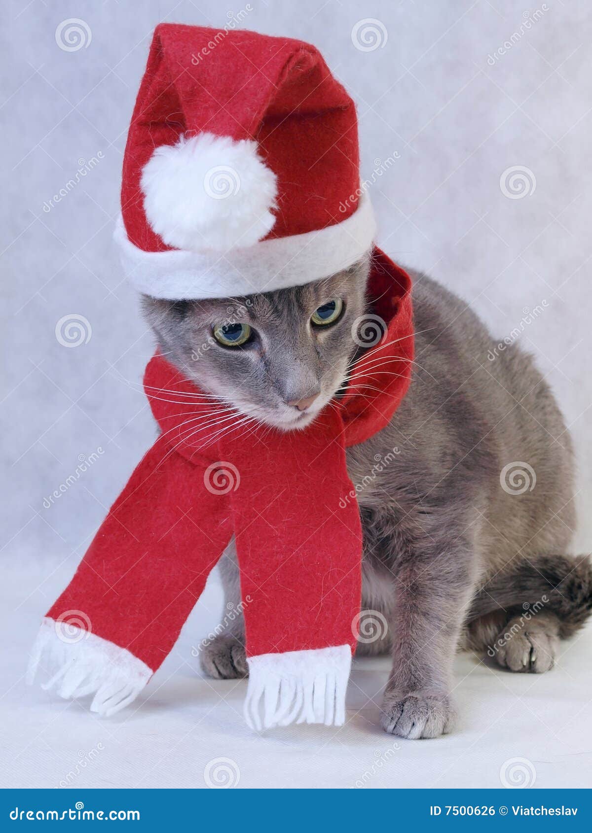 Gray Christmas cat stock photo. Image of celebration, grey - 7500626