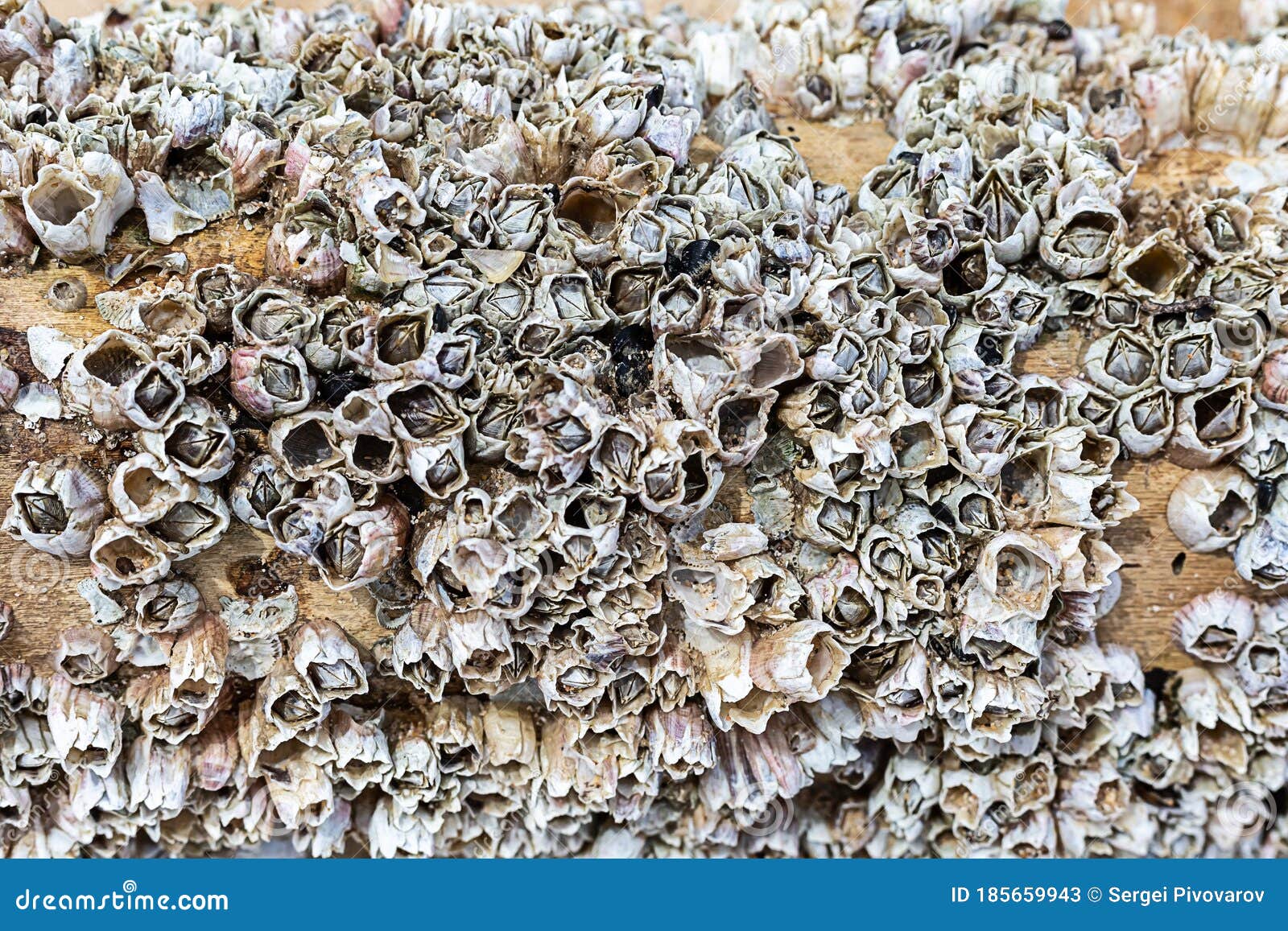 Gray Clams on the Outer Side of the Ship, Background Seascape Close Up ...