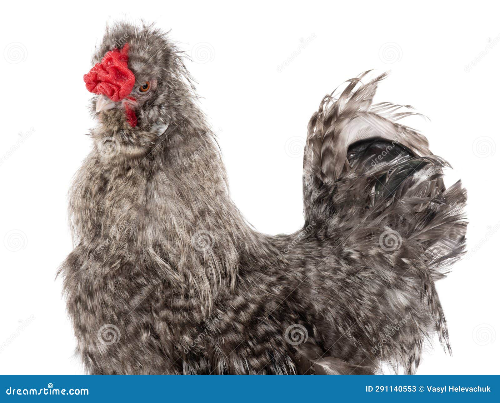 Gray Cockerel Isolated on White Background Stock Image - Image of ...