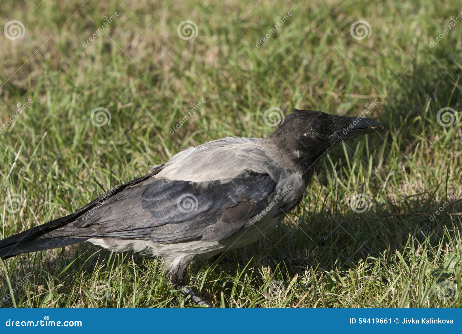 Gray colored crow stock image. Image of forward, wing - 59419661