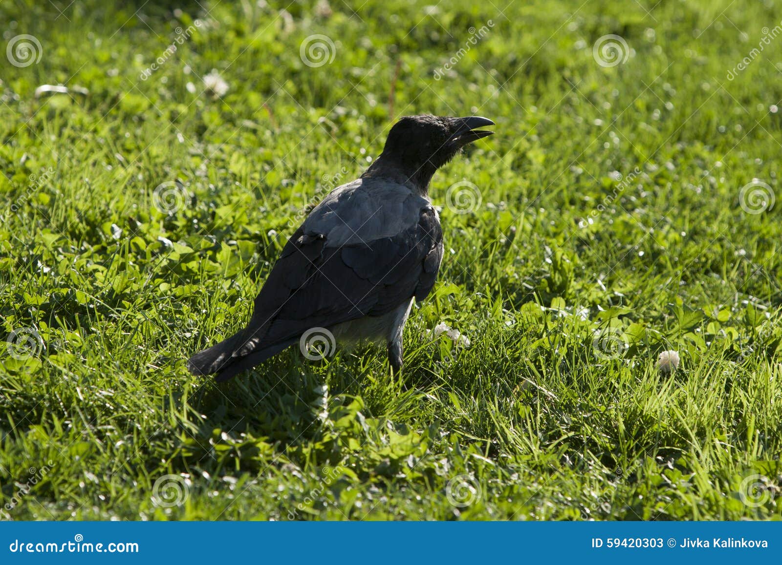 Gray colored crow stock image. Image of wings, grass - 59420303
