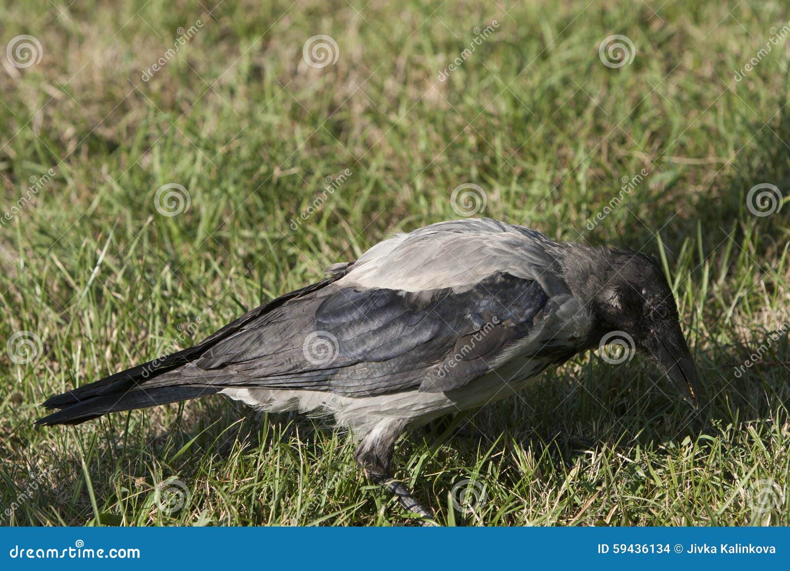Gray colored crow stock photo. Image of street, bird - 59436134