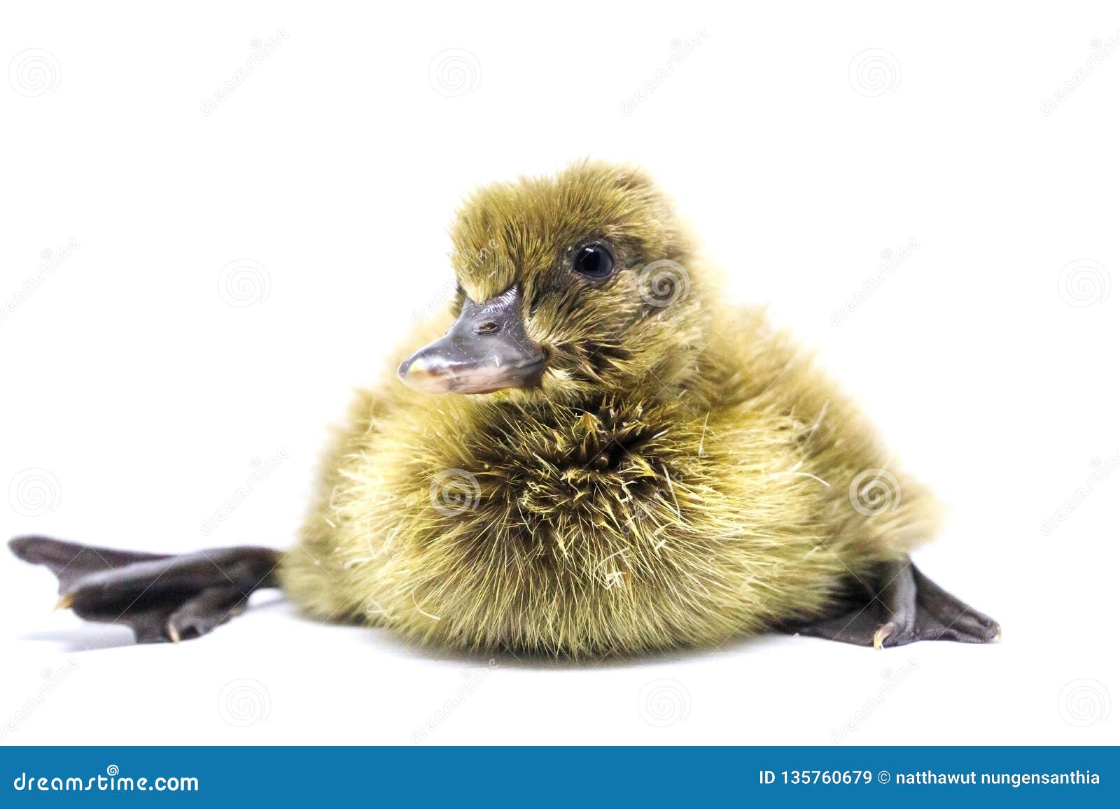 The Gray-colored Ducklings that are Coming Out of the Egg are New Stock ...