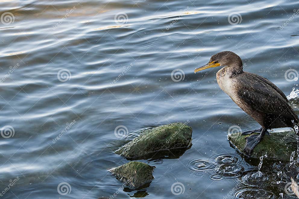 Gray Cormorant Standing on a Shore Stock Photo - Image of feathers ...