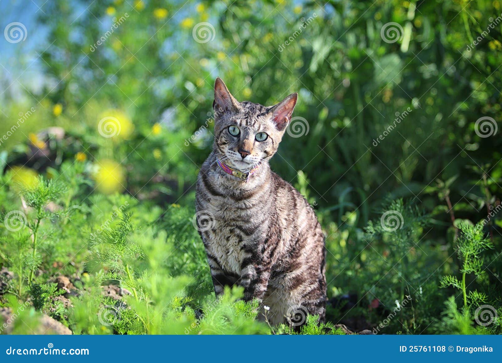 Gray Cornish Rex cat stock photo. Image of kitten, animal - 25761108