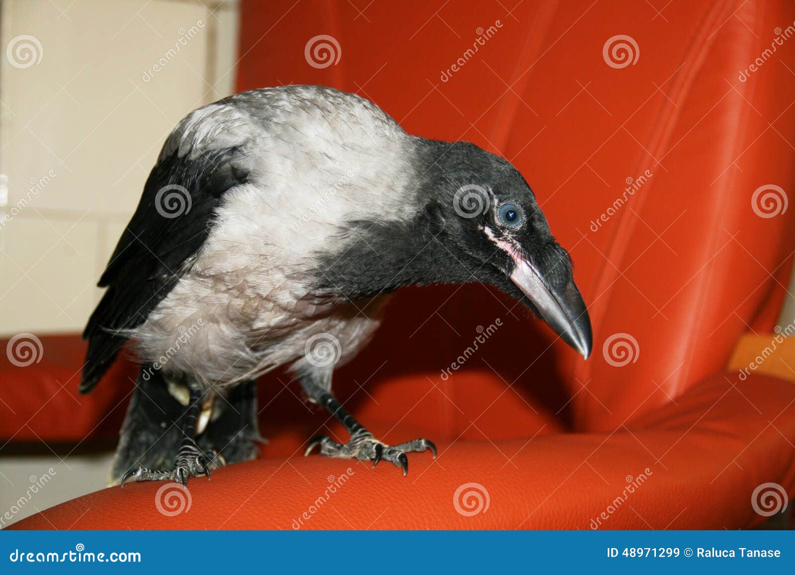 Gray corvid stock image. Image of corvidae, gray, bird - 48971299