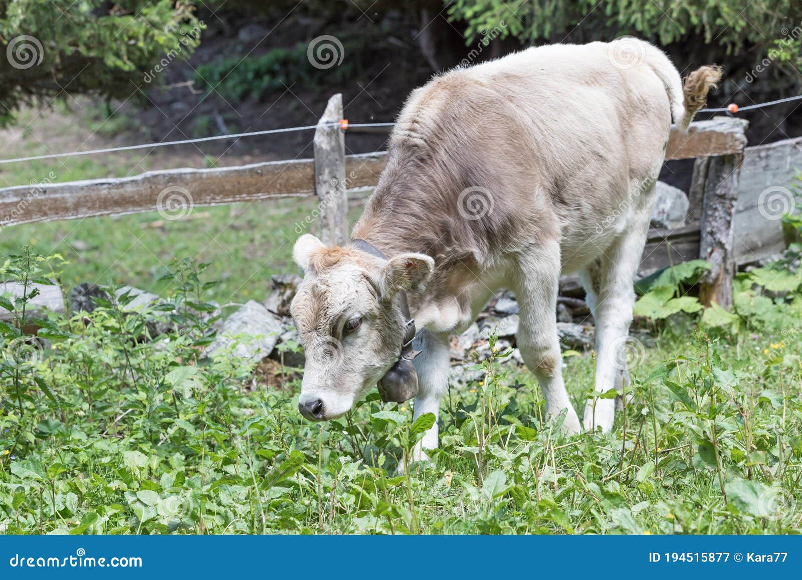 Gray_cow stock image. Image of face, head, mammal, green - 194515877