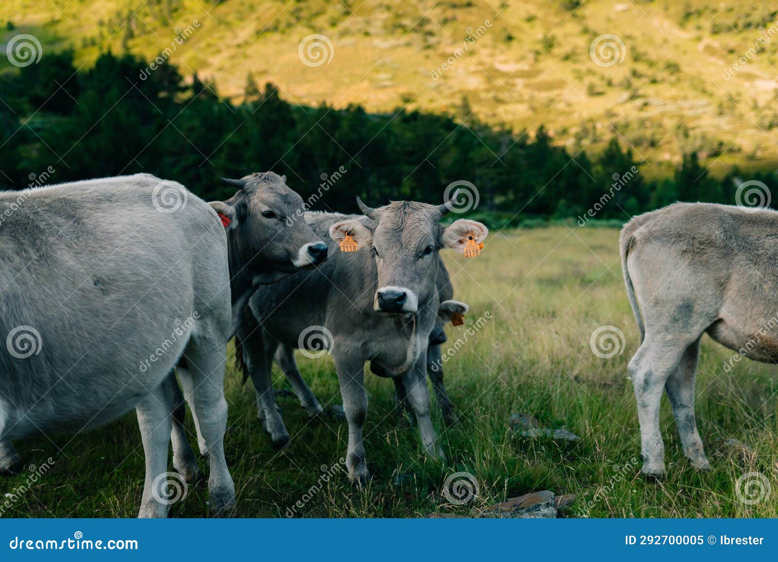 Gray cows in the pyrenees stock image. Image of nature - 292700005