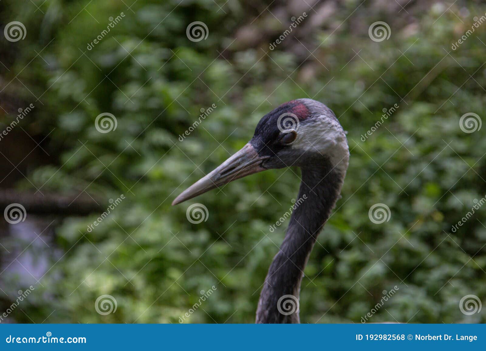 Gray Crane with Head Section Stock Photo - Image of crane, green: 192982568