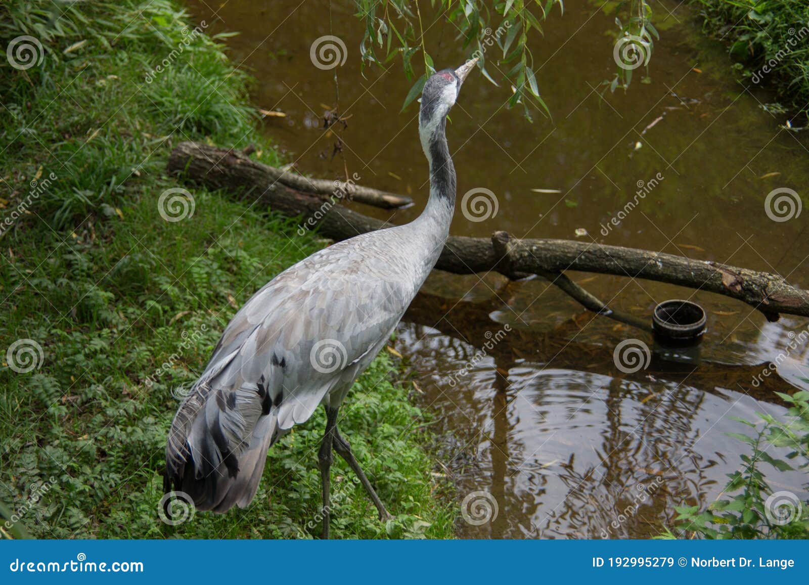 Gray Crane with Head Section Stock Image - Image of crane, birds: 192995279