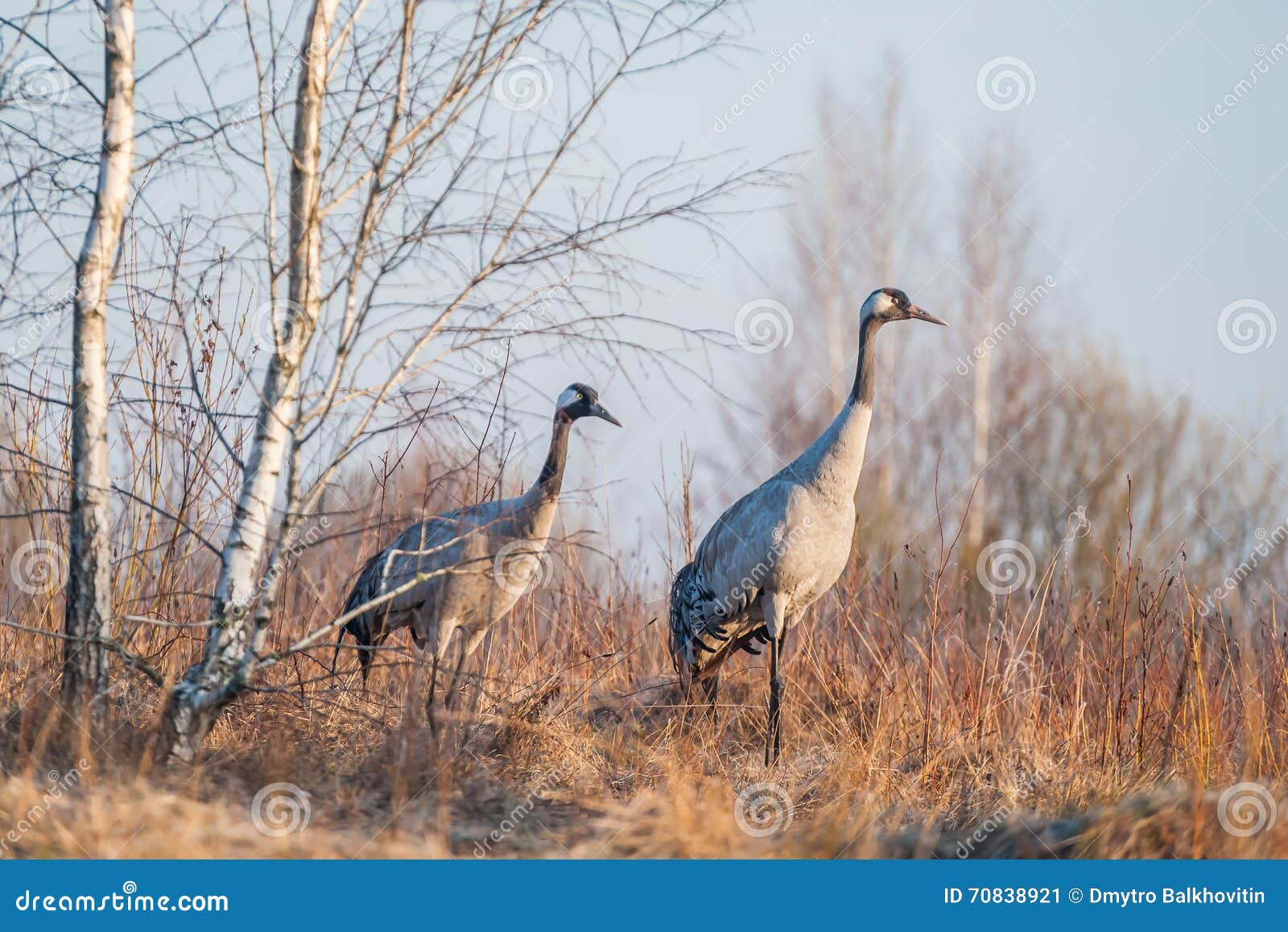 Gray Cranes on Swamp stock image. Image of park, pond - 70838921