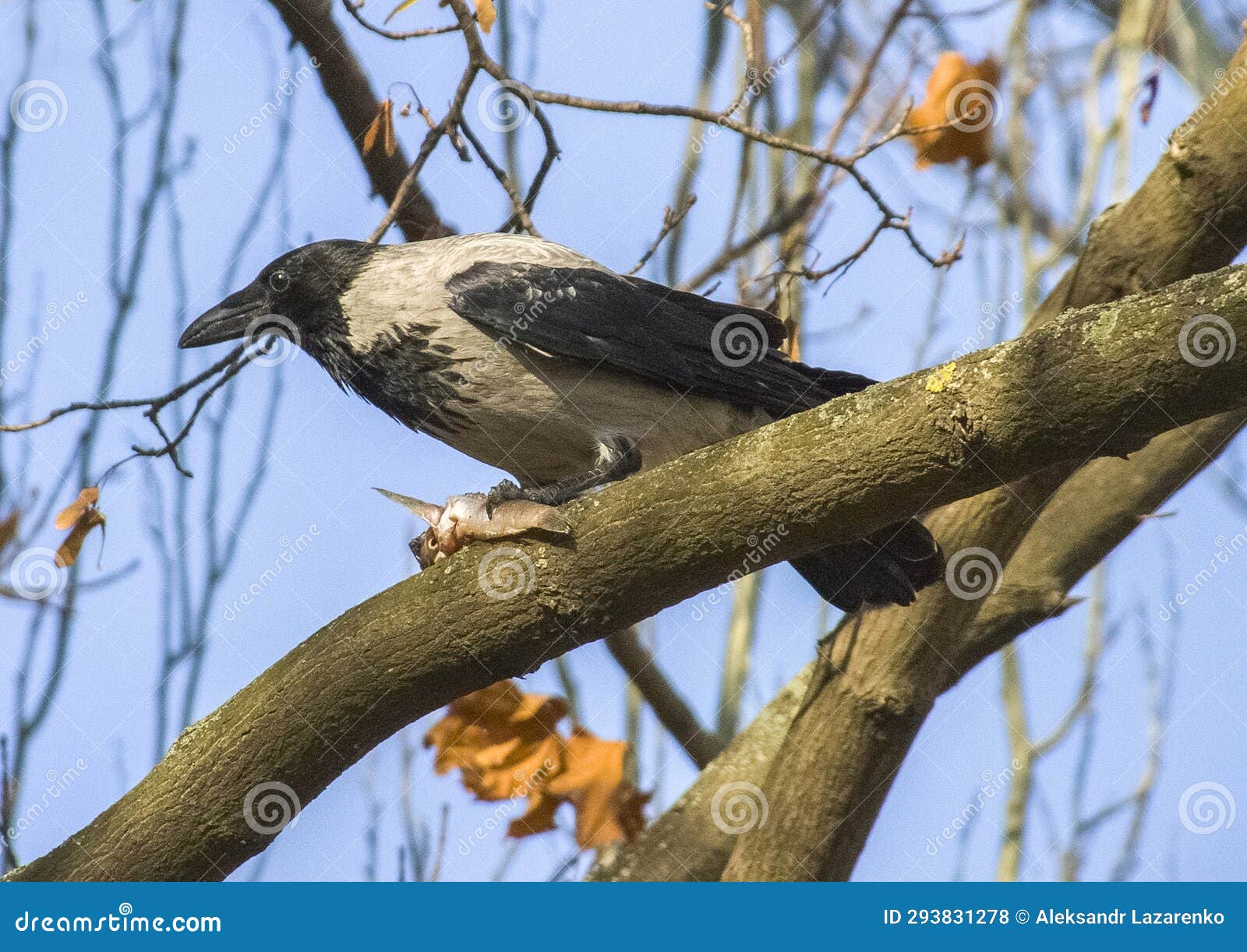 A Gray Crow Eats a Caught Fish while Sitting on a Tree Branch Stock ...