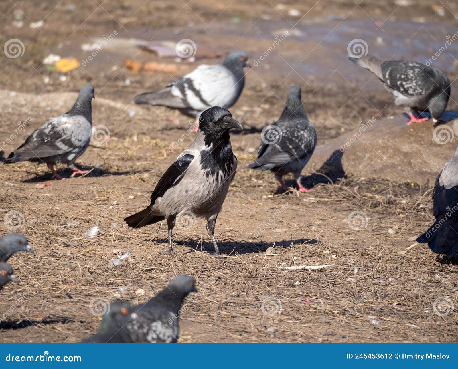 Crow and pigeons stock photo. Image of cute, pigeon - 245453612