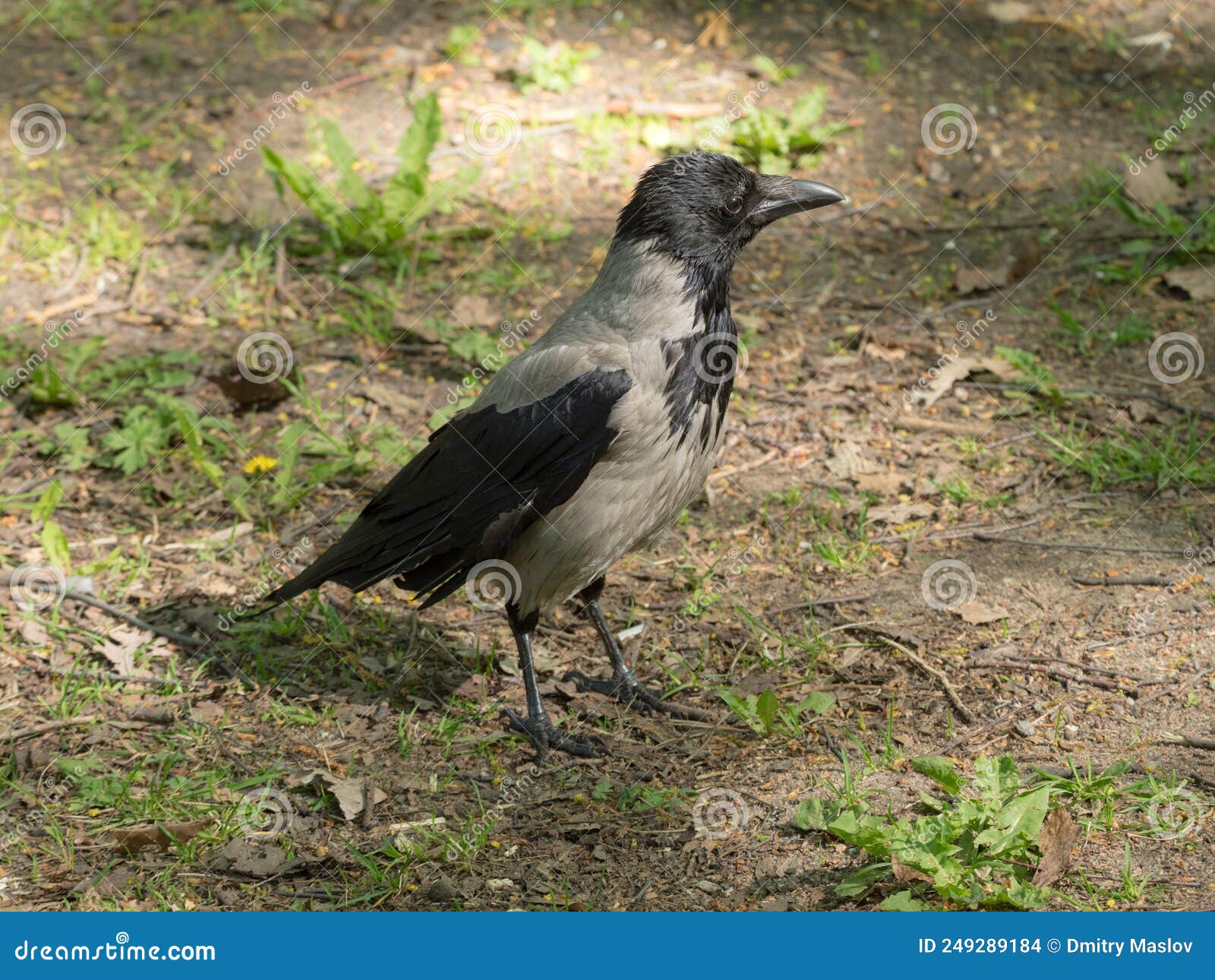 Gray crow on the ground stock photo. Image of nature - 249289184