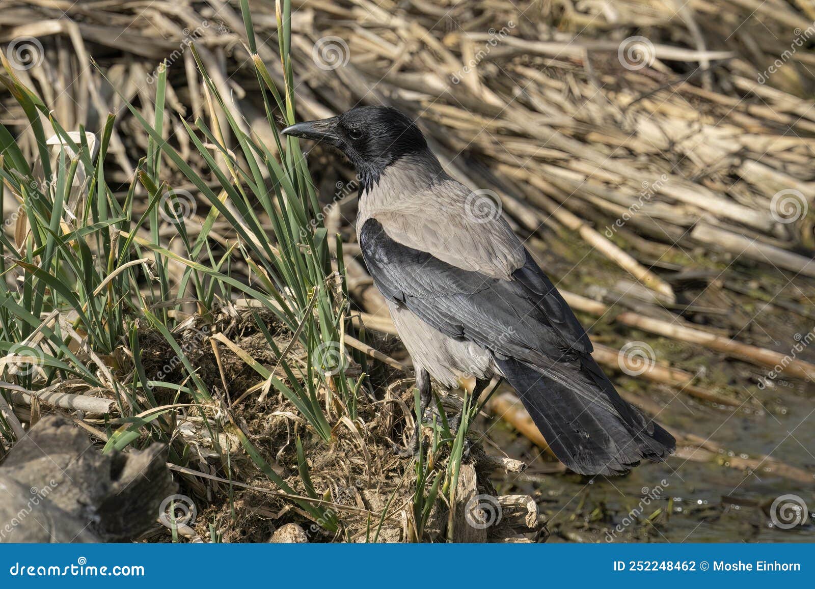 A Gray Crow by a Pond stock photo. Image of gray, corvus - 252248462