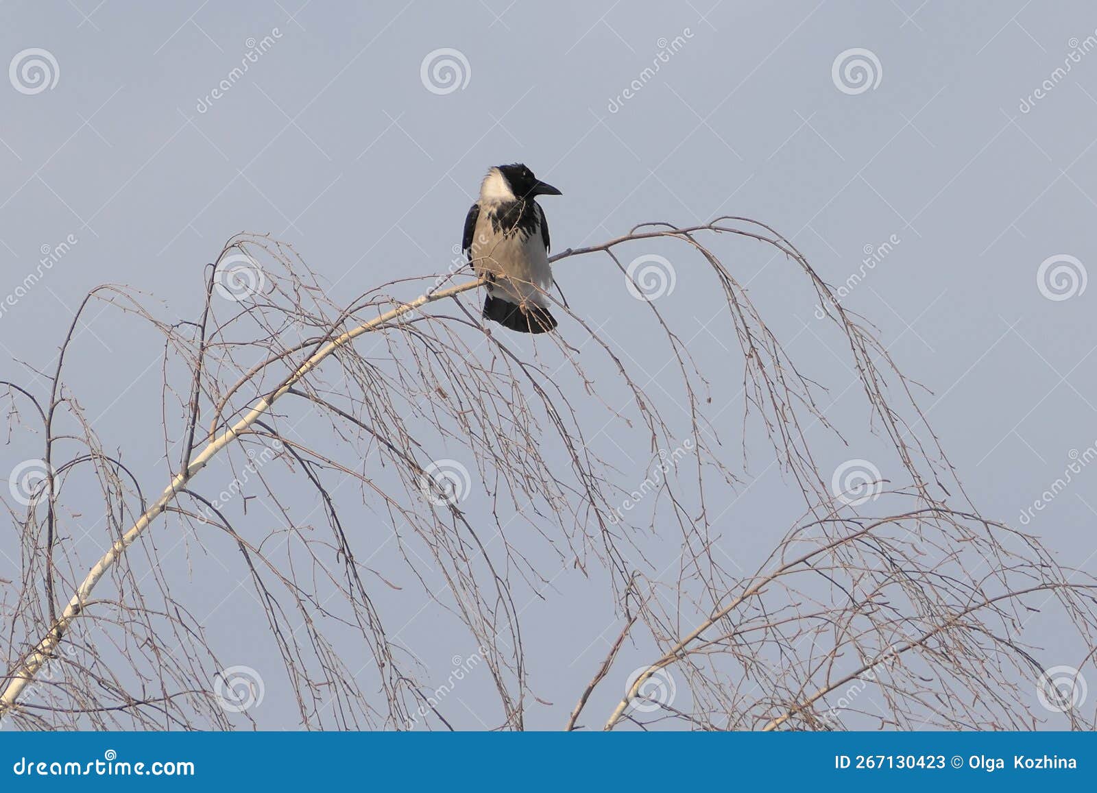 A Gray Crow Sits on a Tree Branch in Winter Stock Image - Image of crow ...