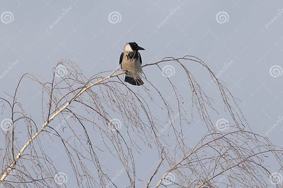 A Gray Crow Sits on a Tree Branch in Winter Stock Image - Image of crow ...