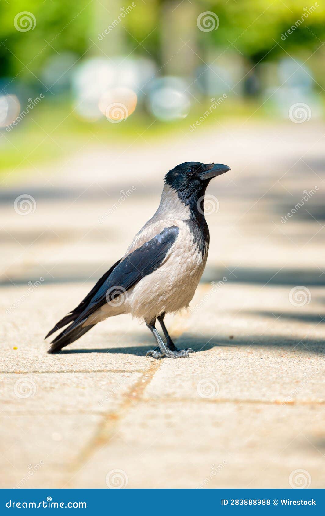 Gray Crow Standing on a Sunlit Pavement Stock Photo - Image of texture ...