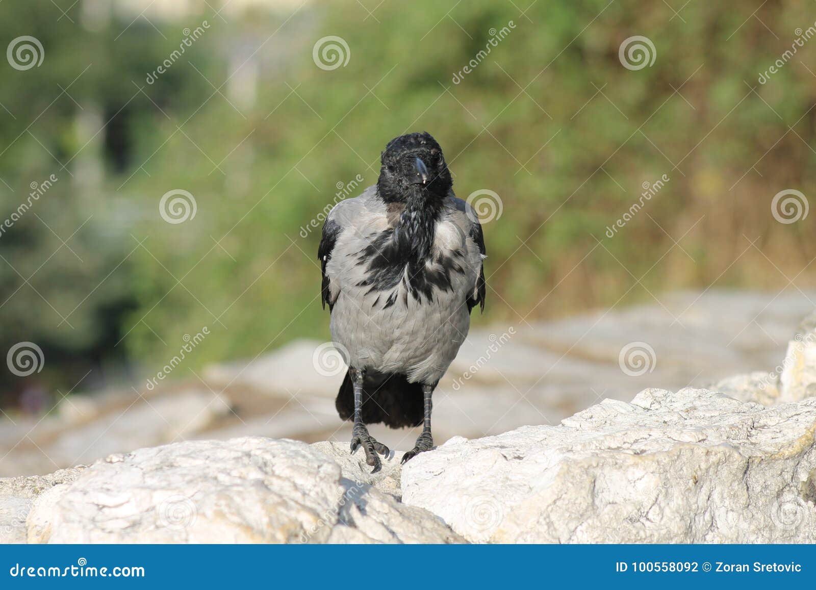 The gray crow on stone stock photo. Image of bird, nature - 100558092
