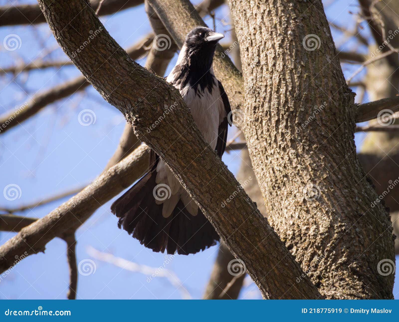 Crow On The Tree. Royalty-Free Stock Image | CartoonDealer.com #148130608