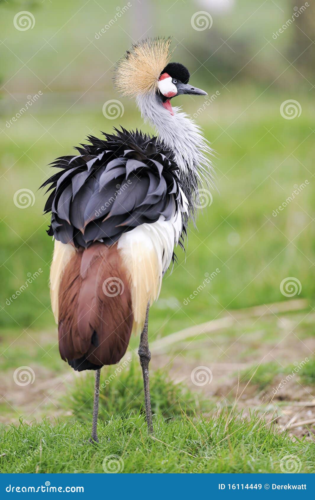 Gray crowned crane stock image. Image of mate, large - 16114449