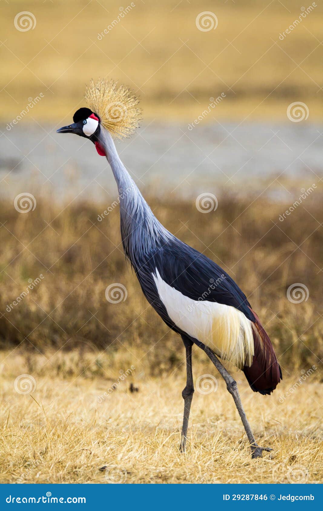 Gray Crowned Crane stock photo. Image of avian, wildlife - 29287846