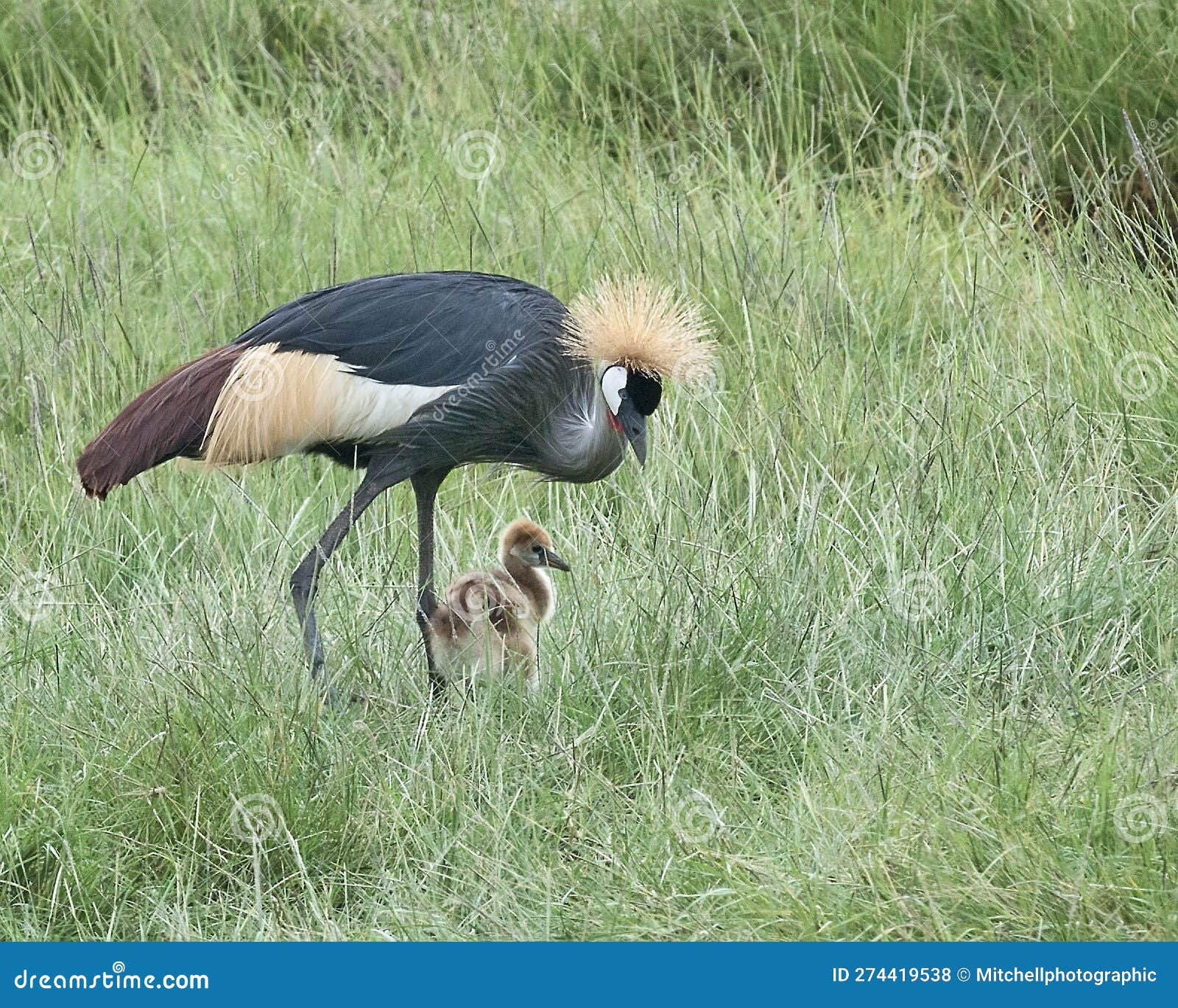 Gray Crowned Crane with Chick Stock Photo - Image of serengeti, avian ...