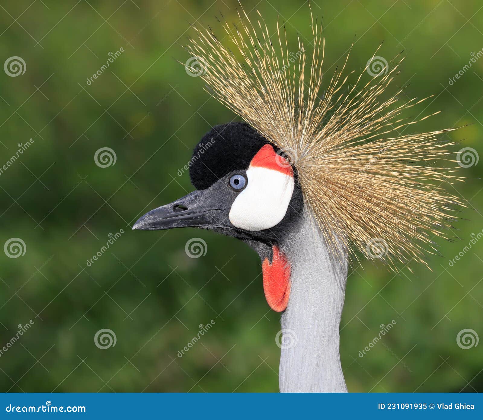 Gray Crowned Crane Head Closeup Portrait Stock Image - Image of nature ...