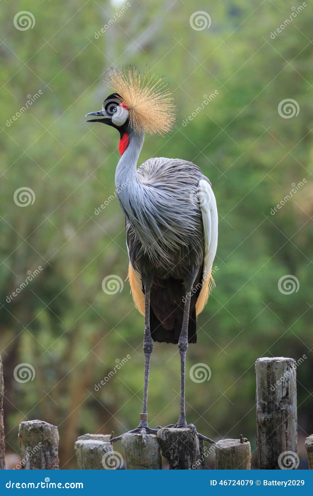 Gray crowned crane stock image. Image of crowned, wildlife - 46724079