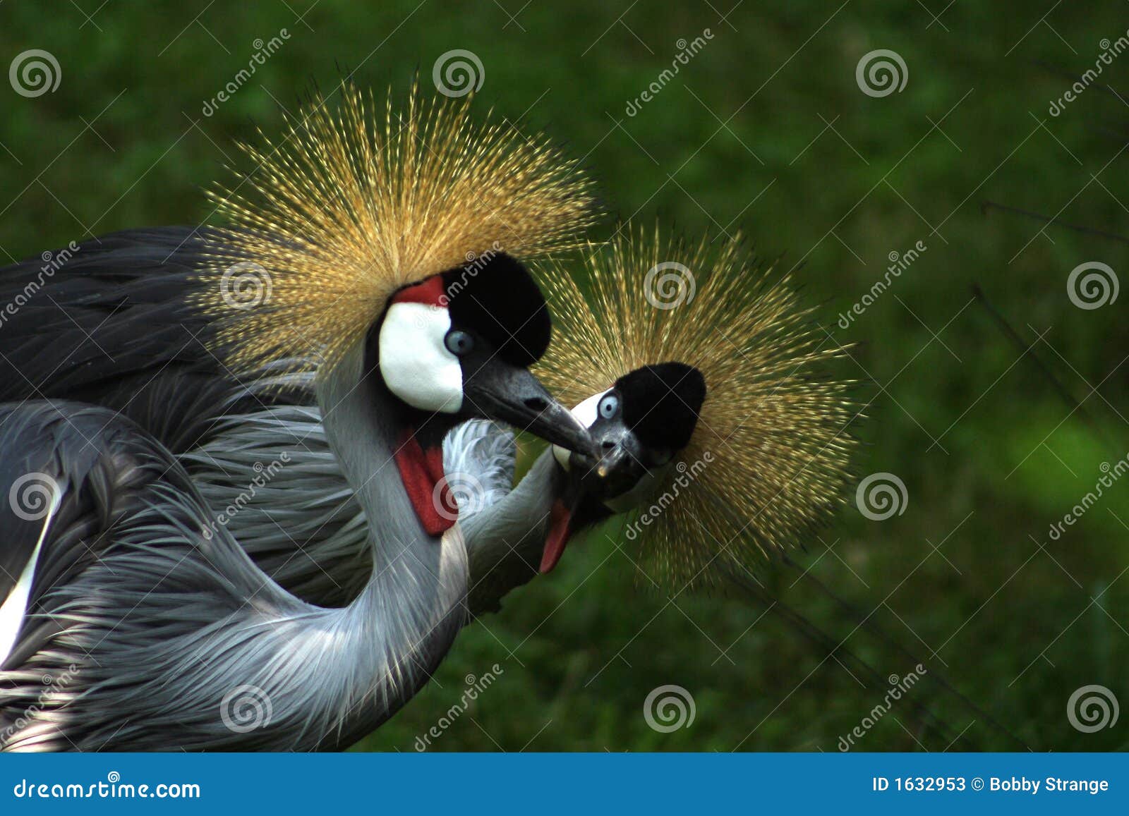 Gray Crowned Cranes stock image. Image of crowned, crane - 1632953