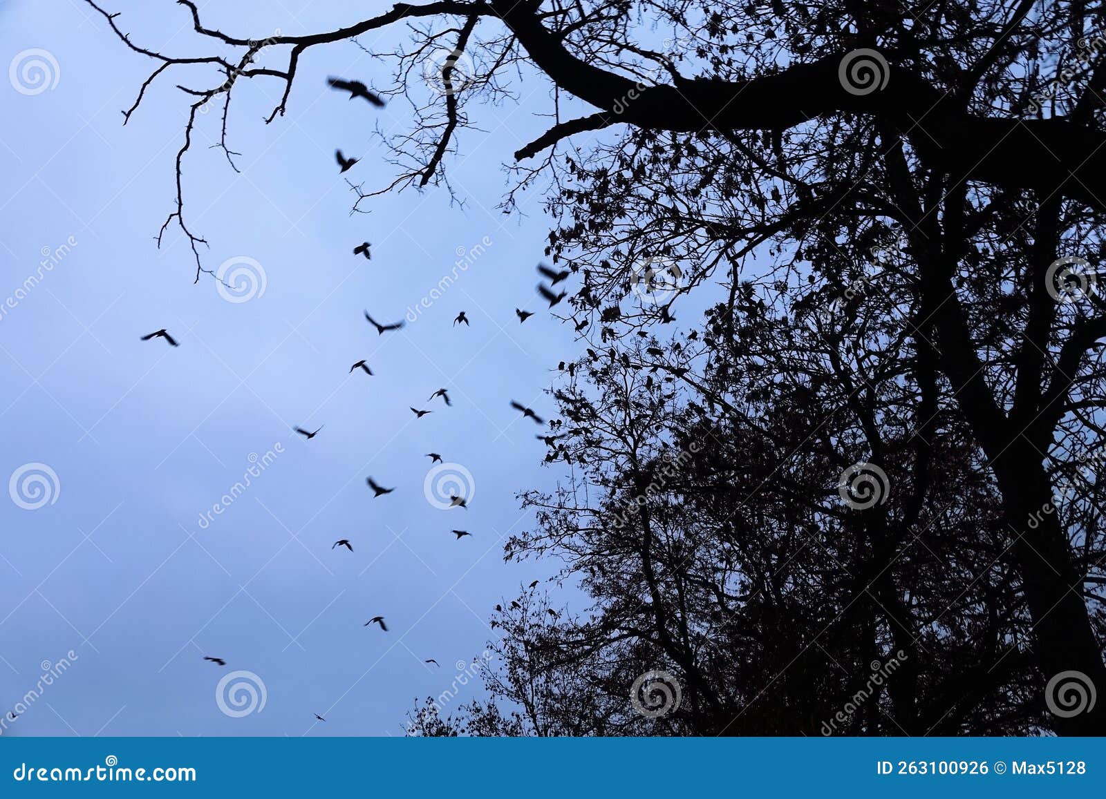 Gray Crows are Going To Spend the Night Stock Photo - Image of crow ...