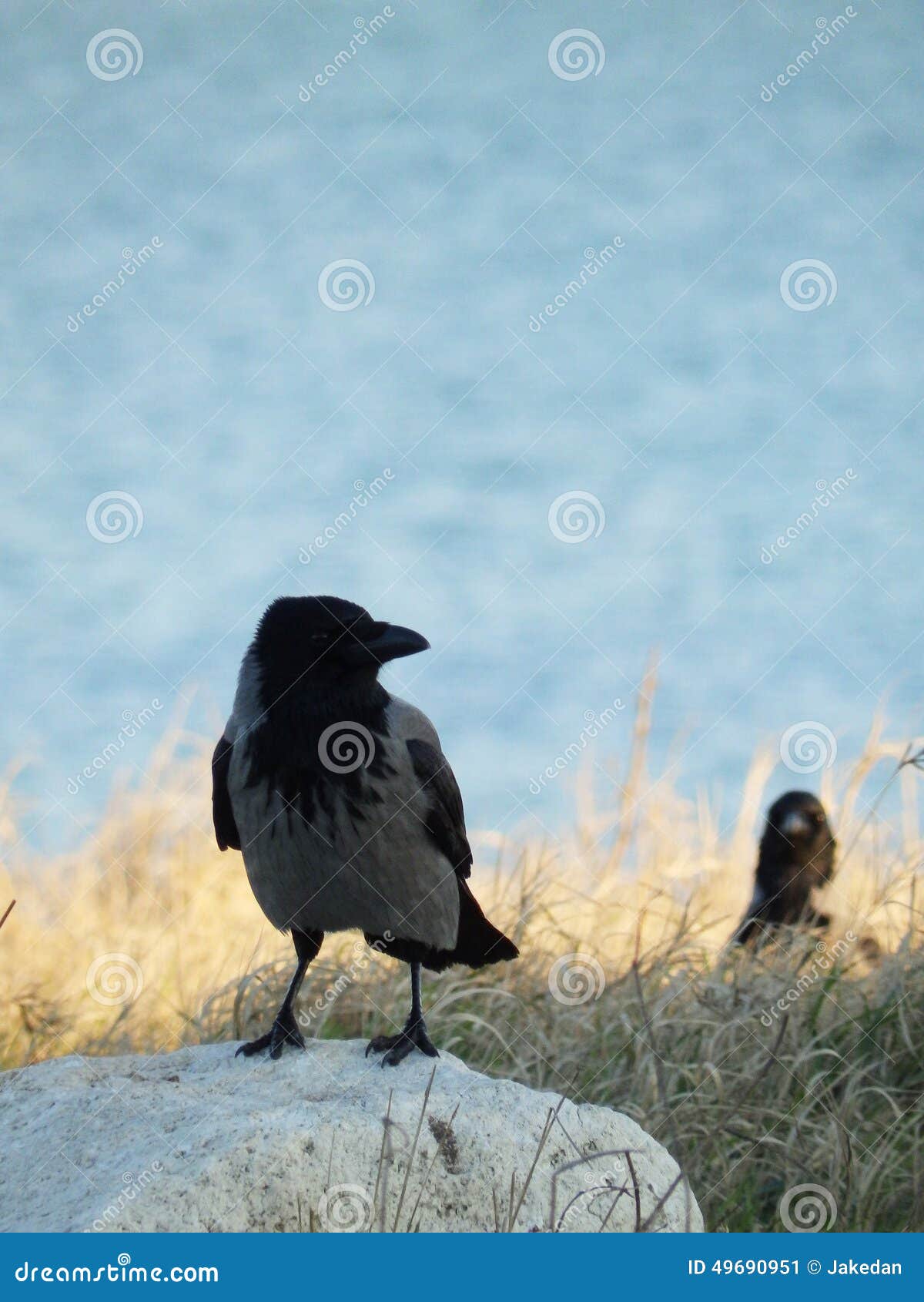 Gray crows stock image. Image of bird, animal, gray, wildlife - 49690951